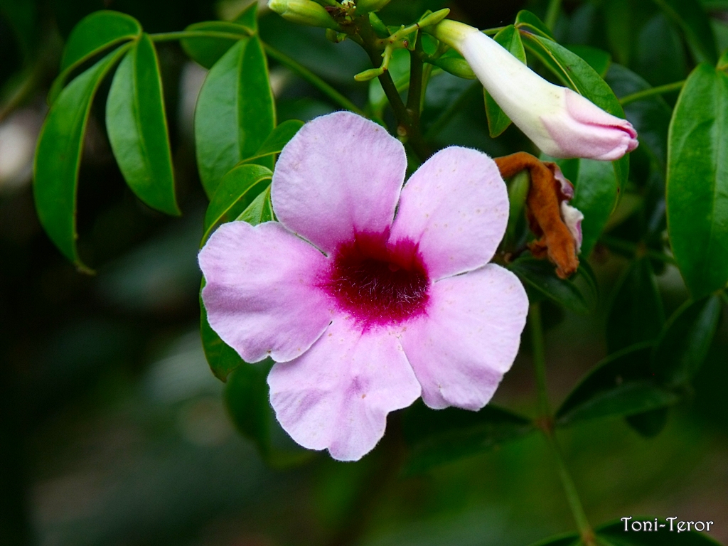 Flor lila Imagen & Foto | plantas, flores, flower Fotos de fotocommunity