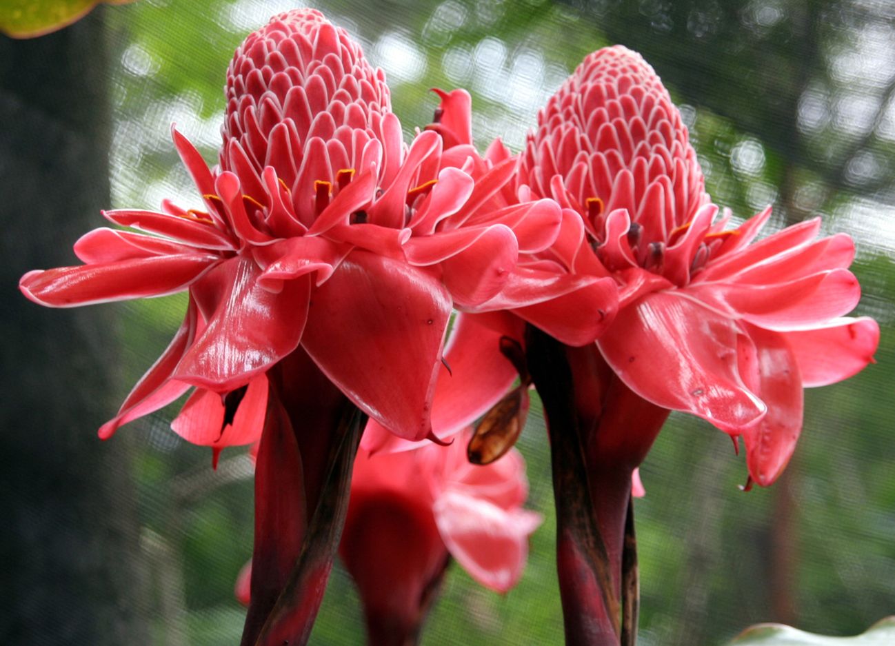 Flor tropical en la región del volcán Arenal (Costa Rica). Imagen ...