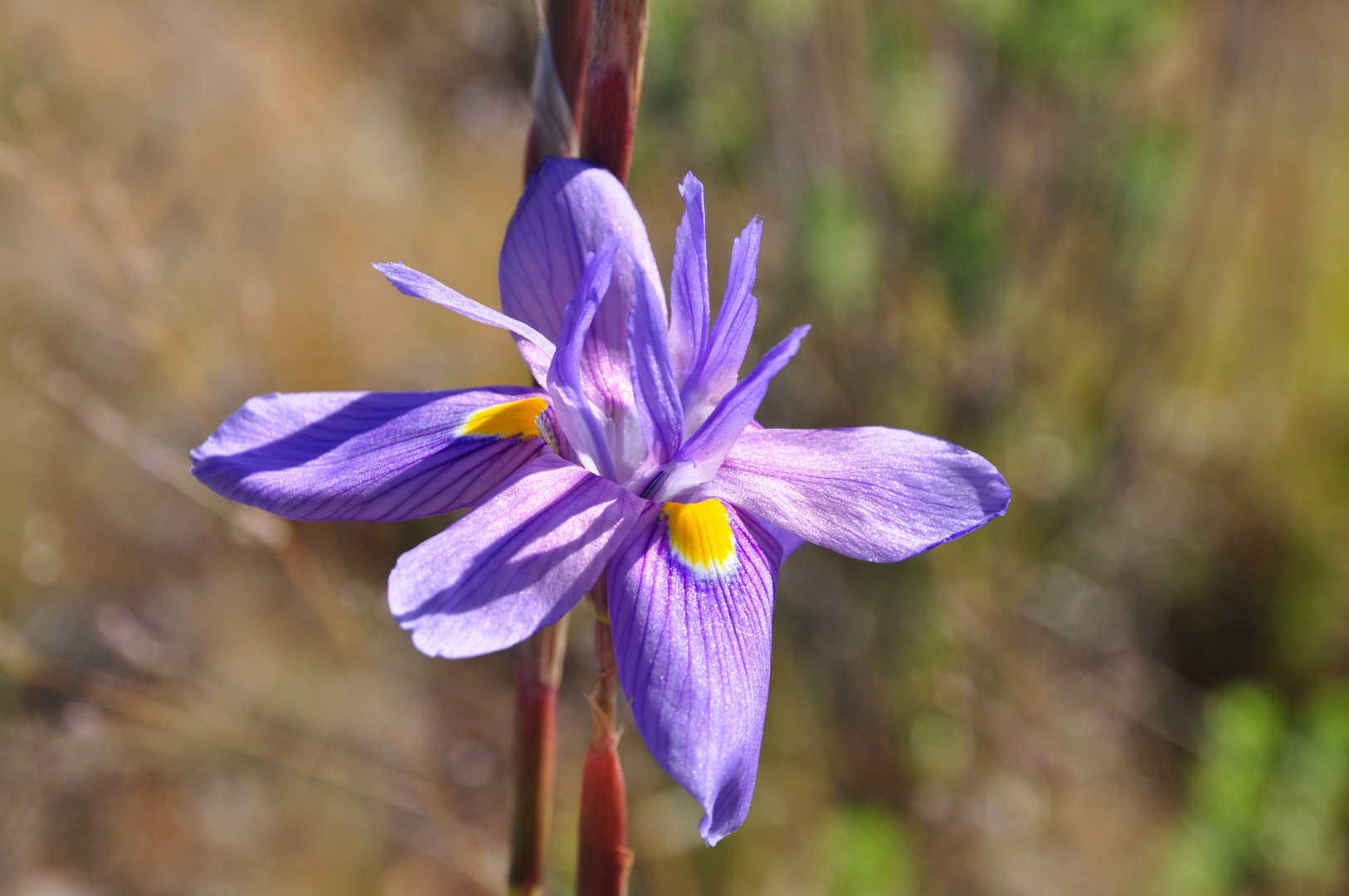 Flora auf dem Gamsberg - 2 Foto & Bild | africa, southern africa ...