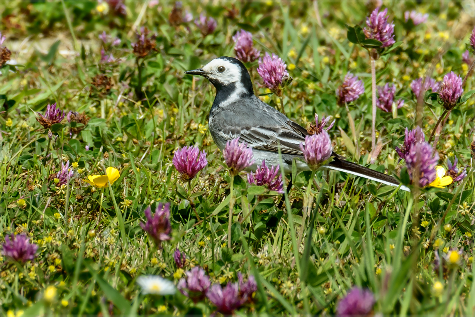 Flora und Fauna Foto & Bild | wiese, natur, vogel Bilder auf fotocommunity