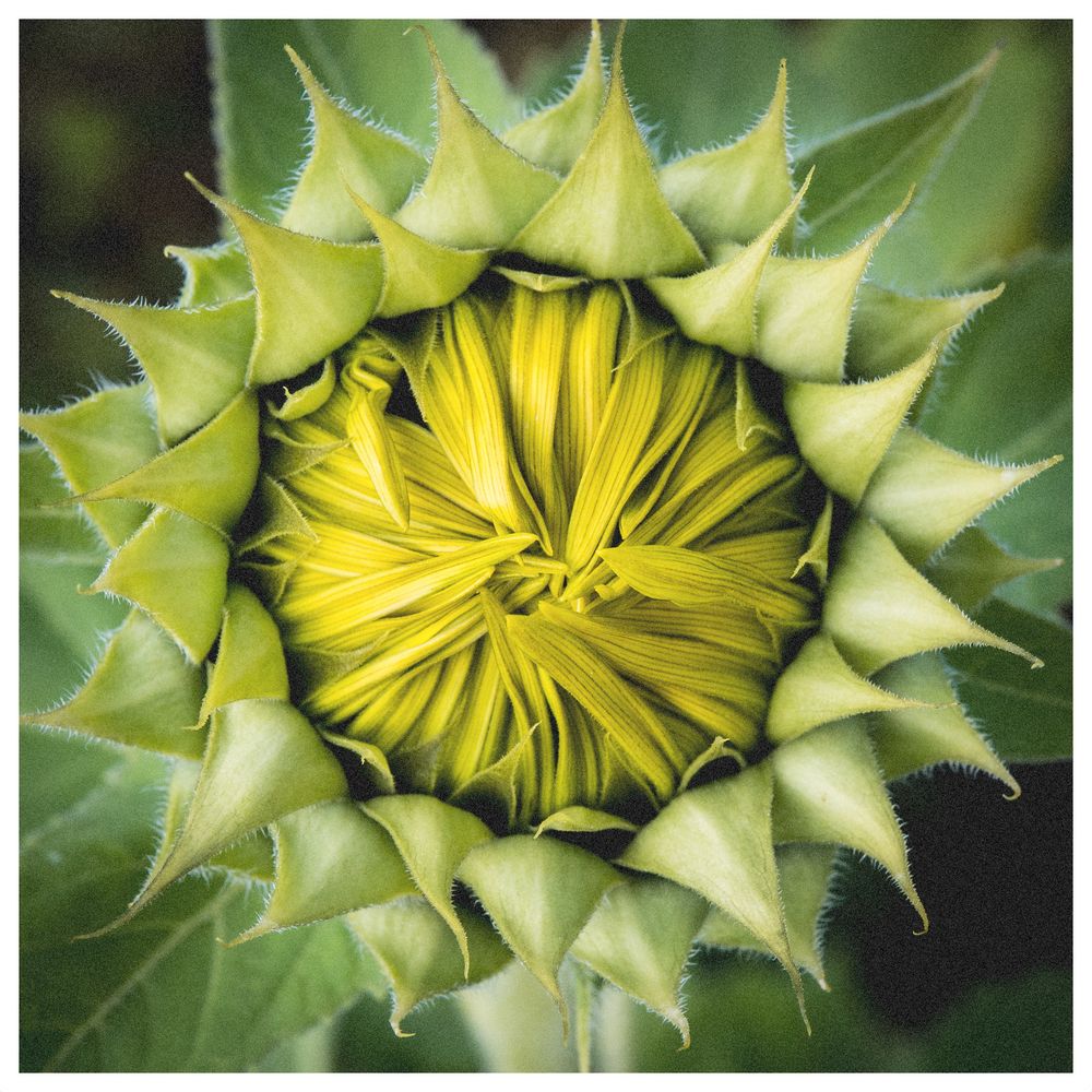 Flora vom Felde Foto & Bild | grün, natur, herbst Bilder auf fotocommunity