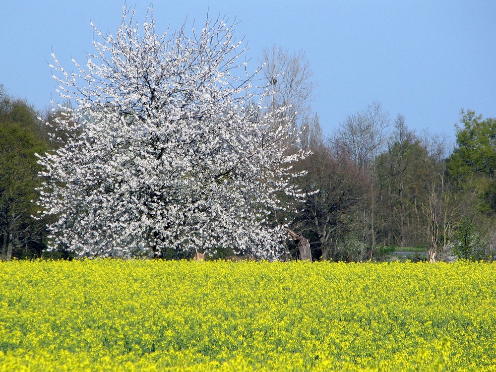 Floraison photo et image | les saisons, printemps, nature Images ...