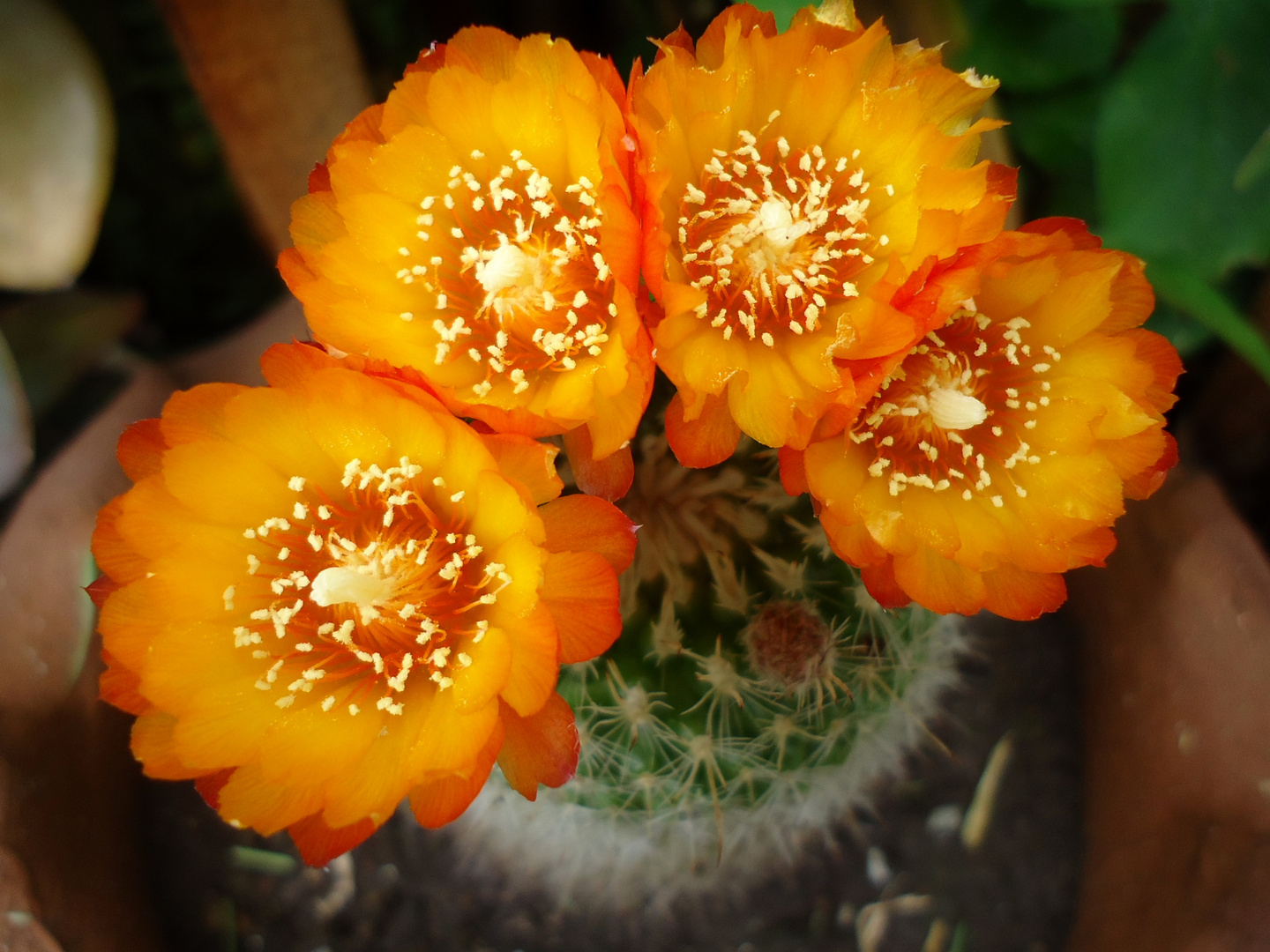 Florcita de cardón Imagen & Foto | plantas, naturaleza Fotos de ...