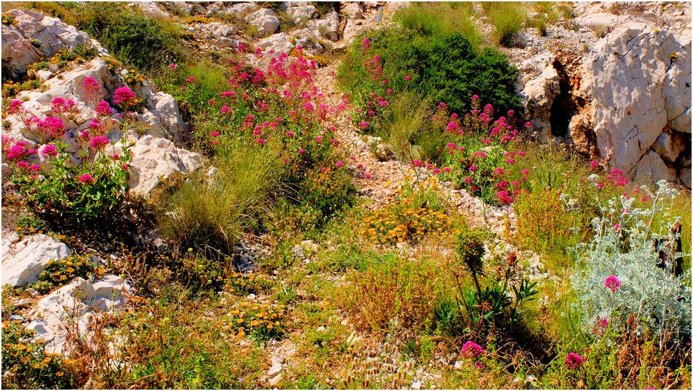 Flore des calanques photo et image | paysages, mers et océans, fleurs ...