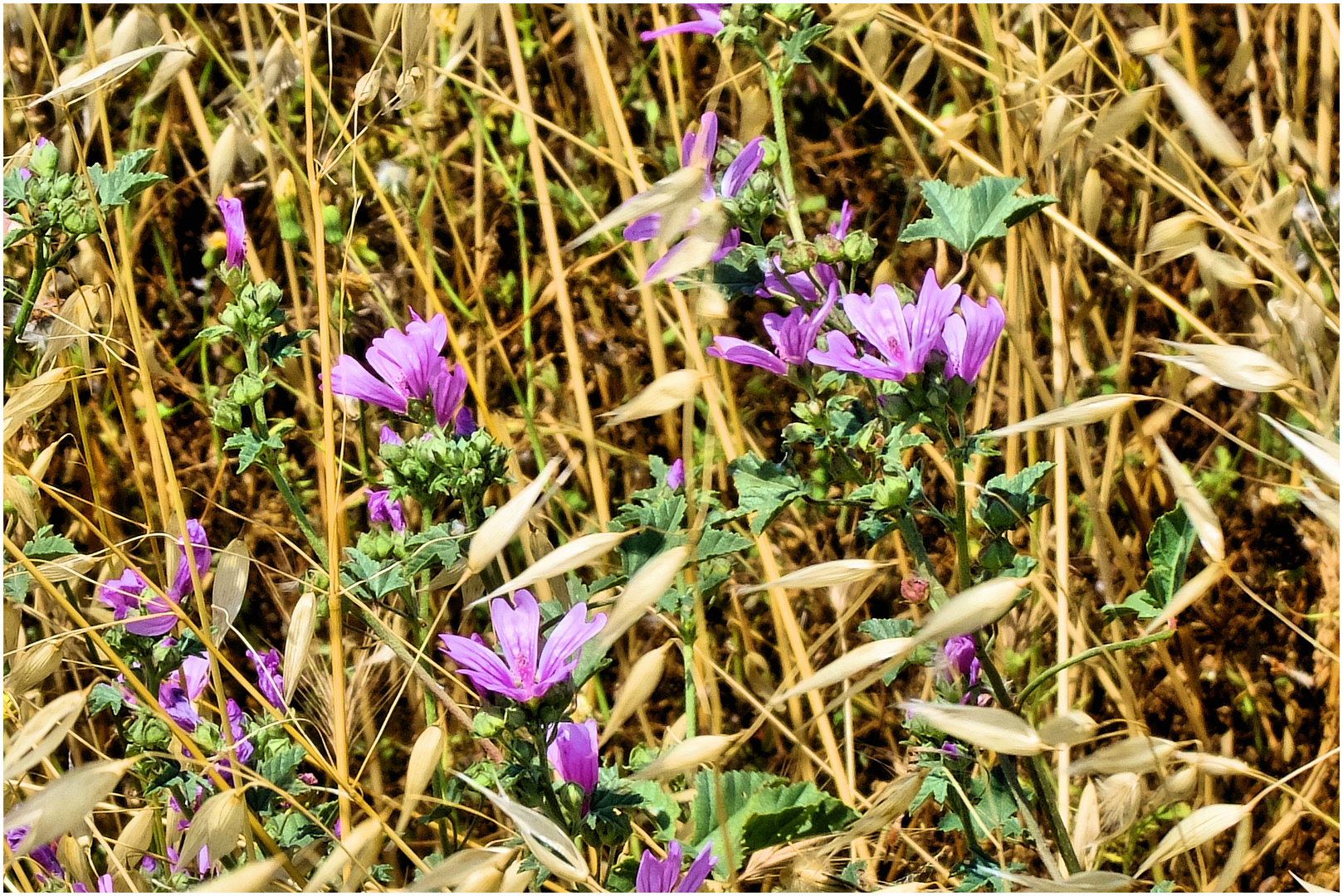 Flore des calanques photo et image | europe, france, provence-alpes ...