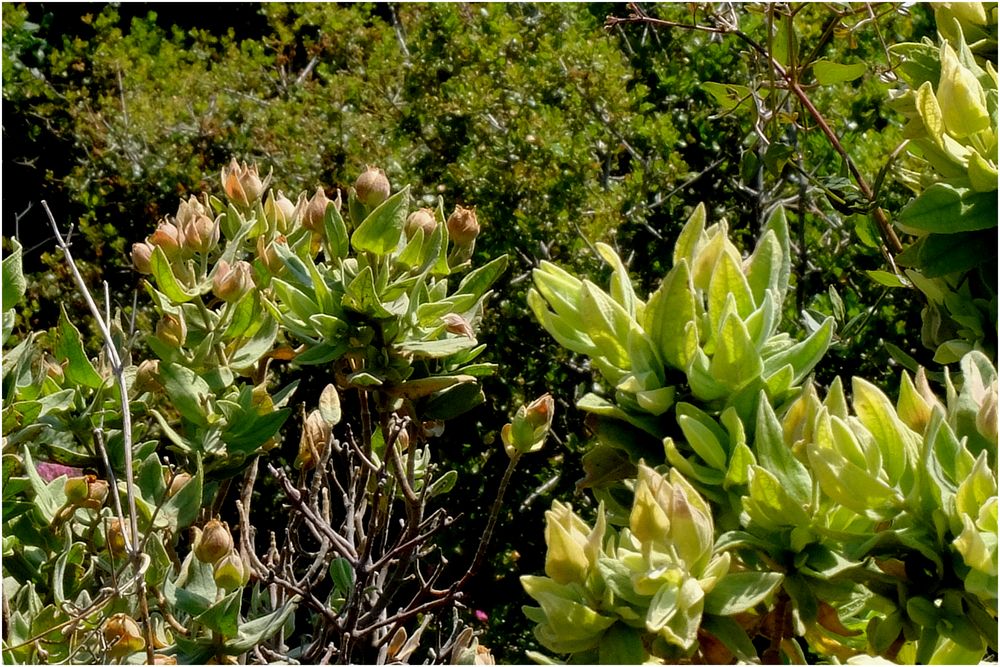 Flore des calanques photo et image | paysages, mers et océans, fleurs ...