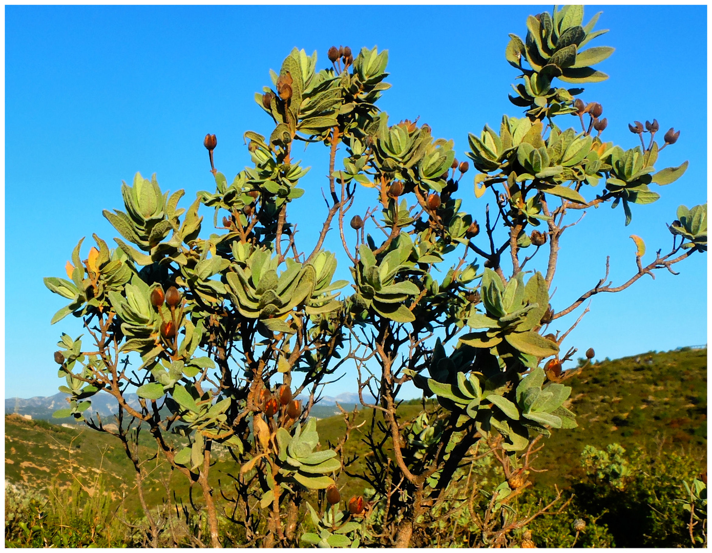 Flore des calanques... photo et image | macro nature, macro fleurs ...