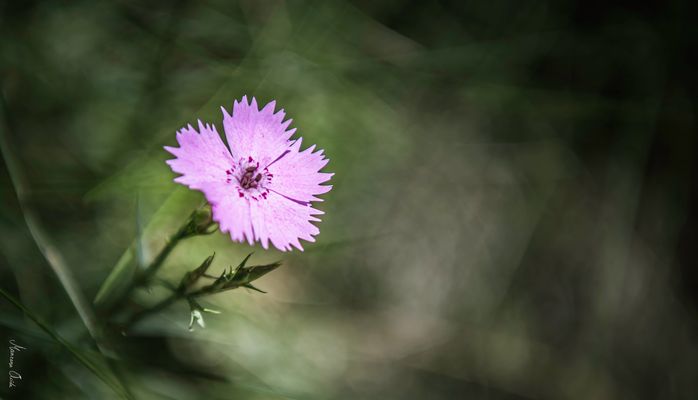 Flores Imágenes y fotos