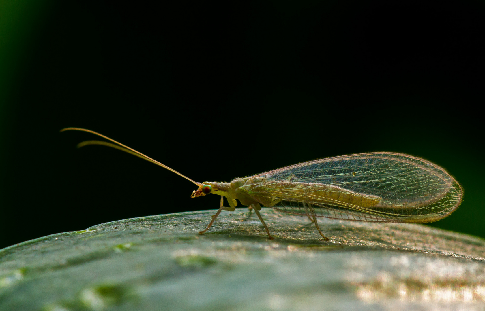 Florfliege Foto & Bild | tiere, makro, natur Bilder auf fotocommunity