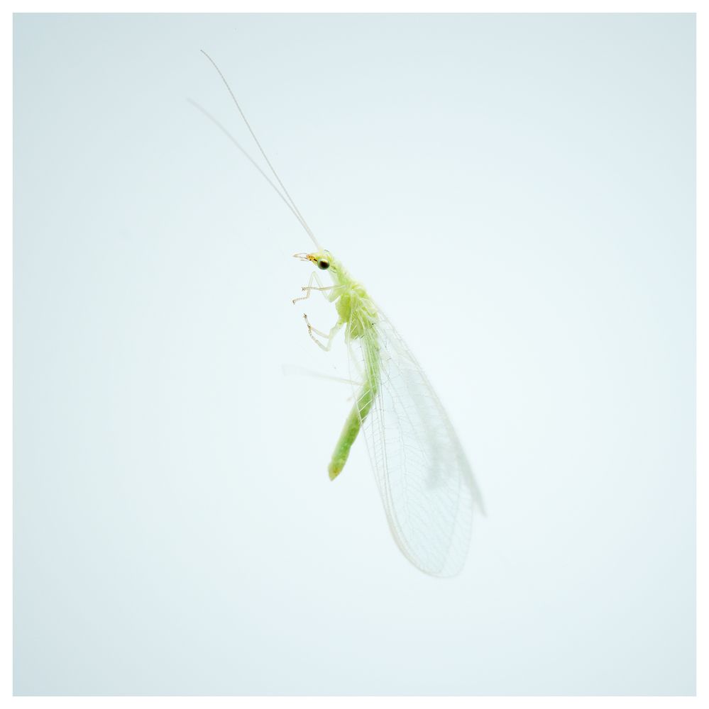 Florfliege Foto & Bild | spezial, makro, natur Bilder auf fotocommunity