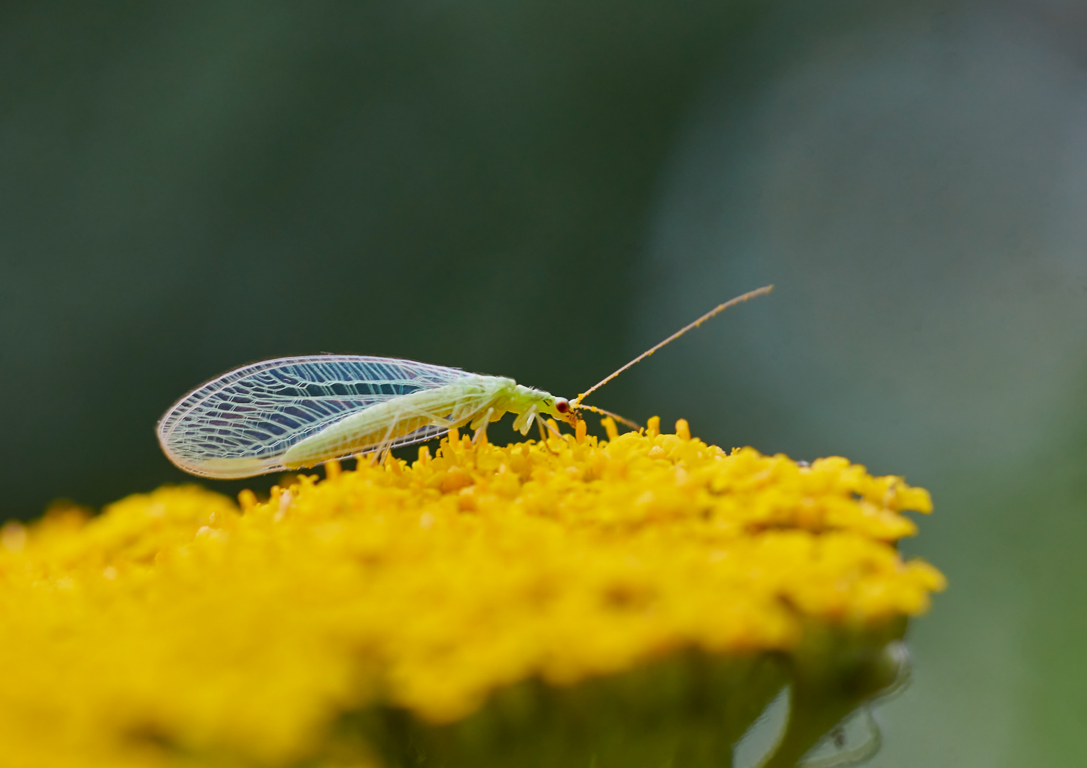 Florfliege Foto & Bild | natur, insekten, tiere Bilder auf fotocommunity
