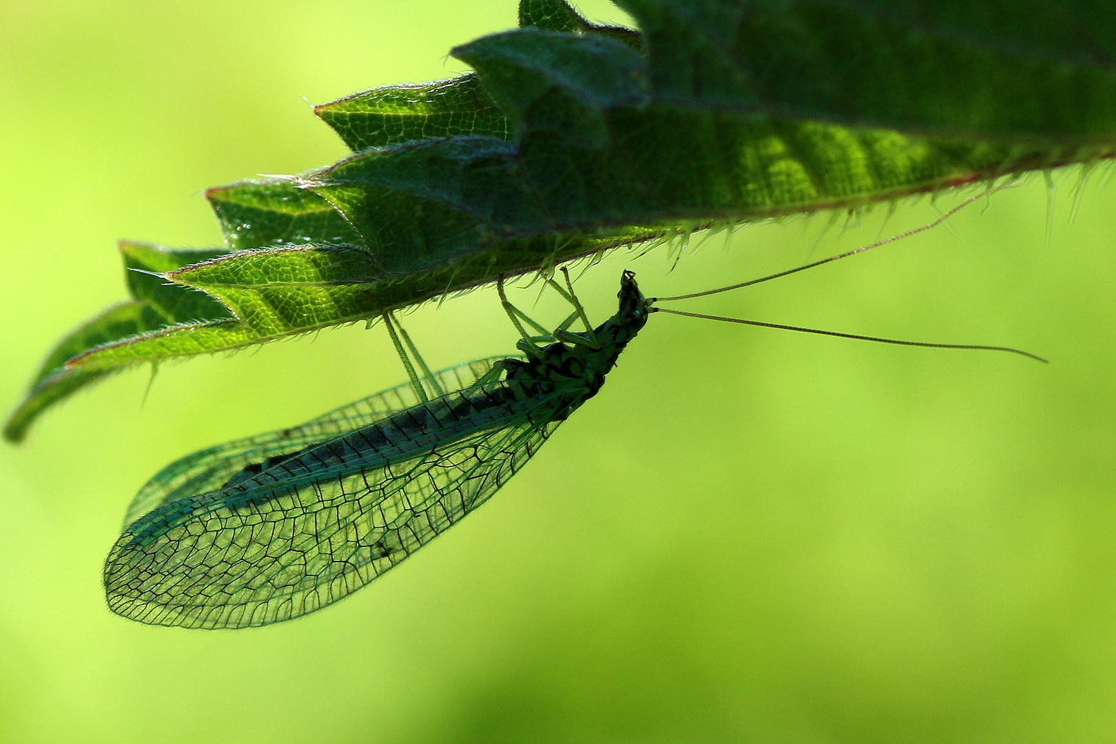 Florfliege... Foto & Bild | fotos, canon, makro Bilder auf fotocommunity