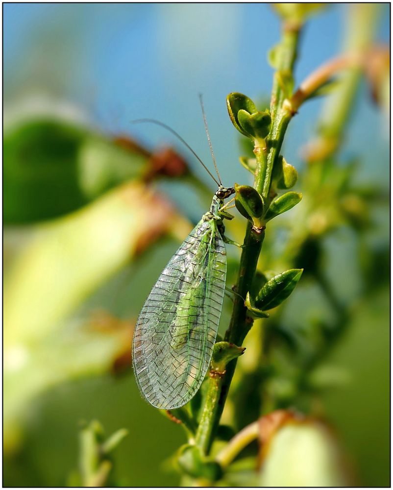 Florfliege Foto & Bild | tiere, wildlife, insekten Bilder auf fotocommunity