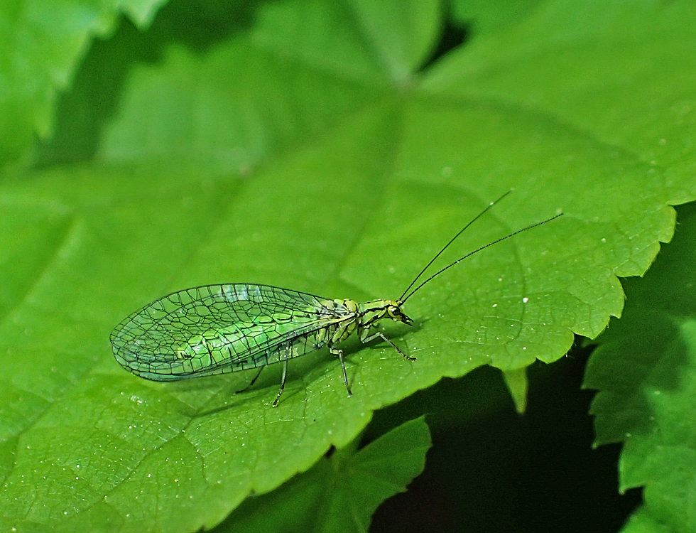 Florfliege Foto & Bild | fliegen, natur, insekten Bilder auf fotocommunity