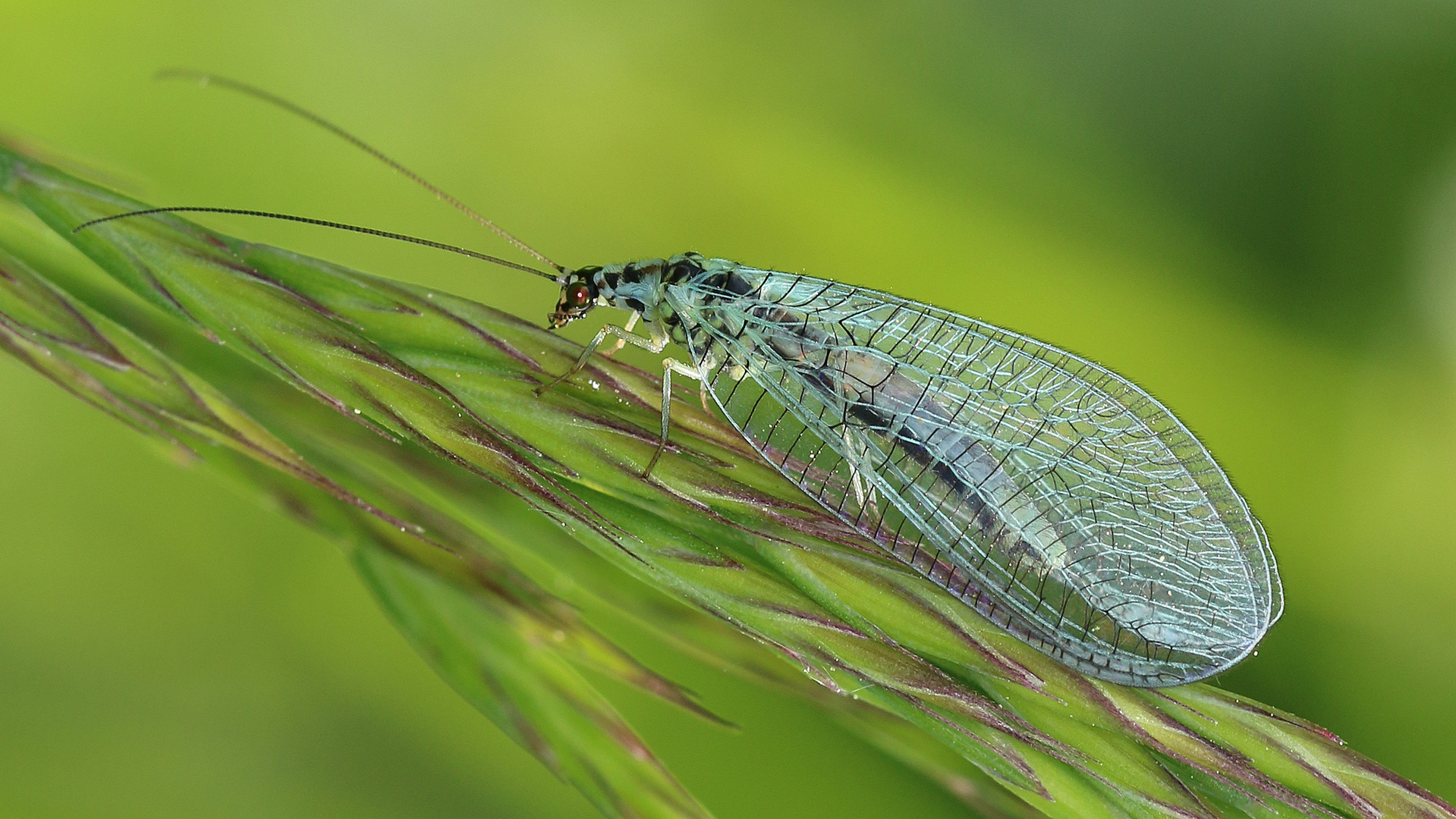 Florfliege... Foto & Bild | fotos, canon, makro Bilder auf fotocommunity