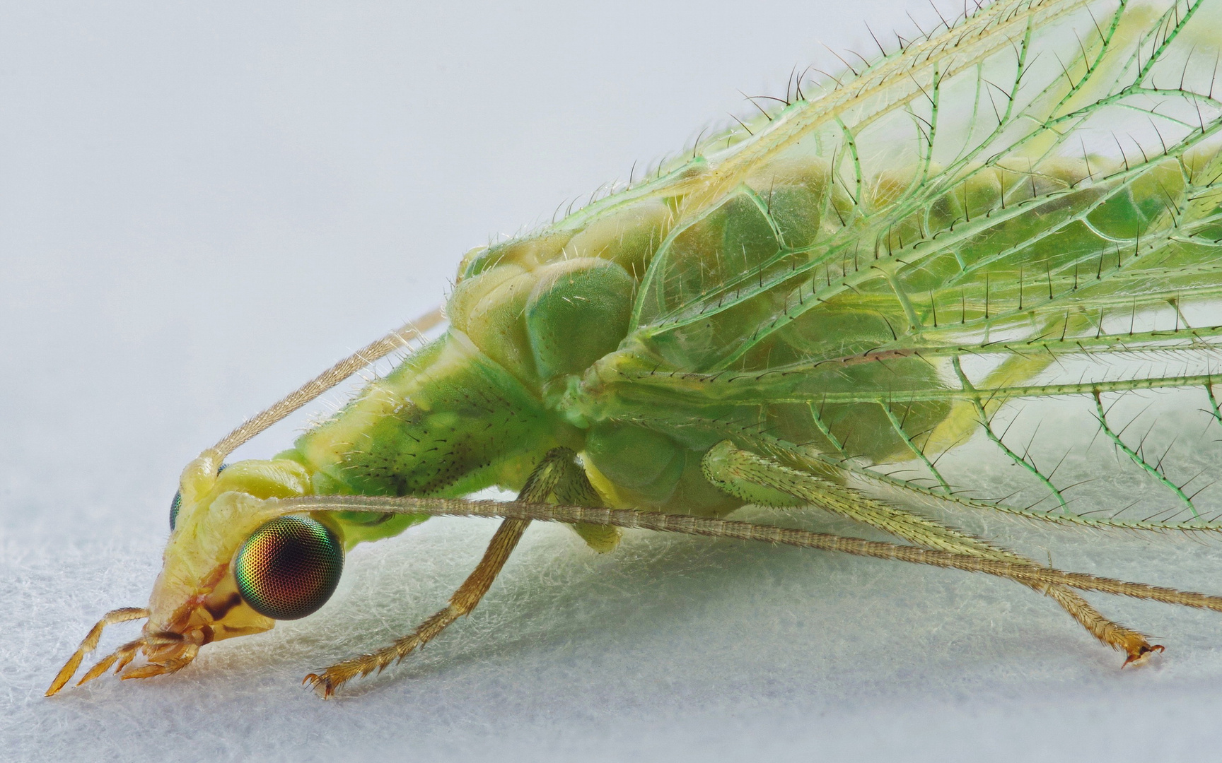 Florfliege Foto & Bild | natur-makros, natur-kreativ, aufnahmetechniken ...