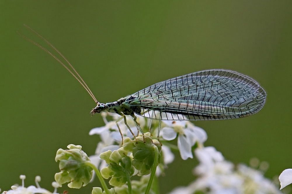 Florfliege Foto & Bild | andere insekten, fotos, makro Bilder auf ...