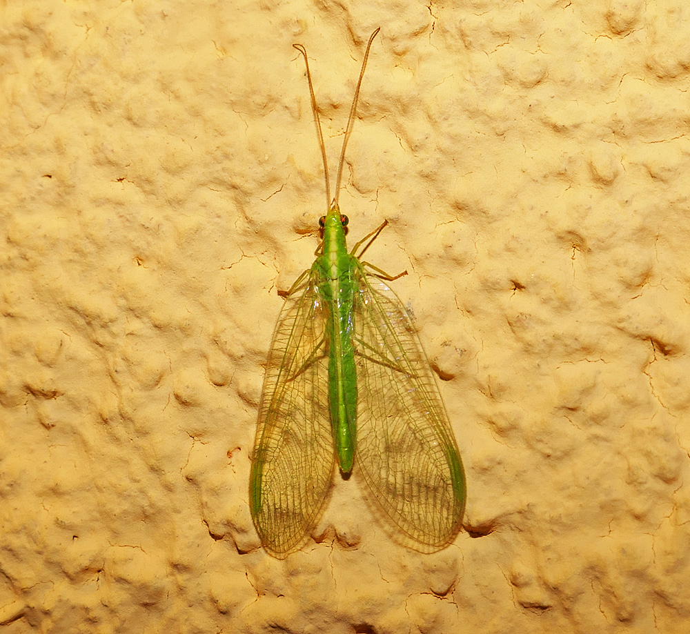 Florfliege an der Hauswand Foto & Bild | natur, fliegen, insekten ...