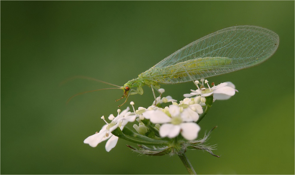Florfliege auf Nektarsuche Foto & Bild | tiere, wildlife, insekten ...