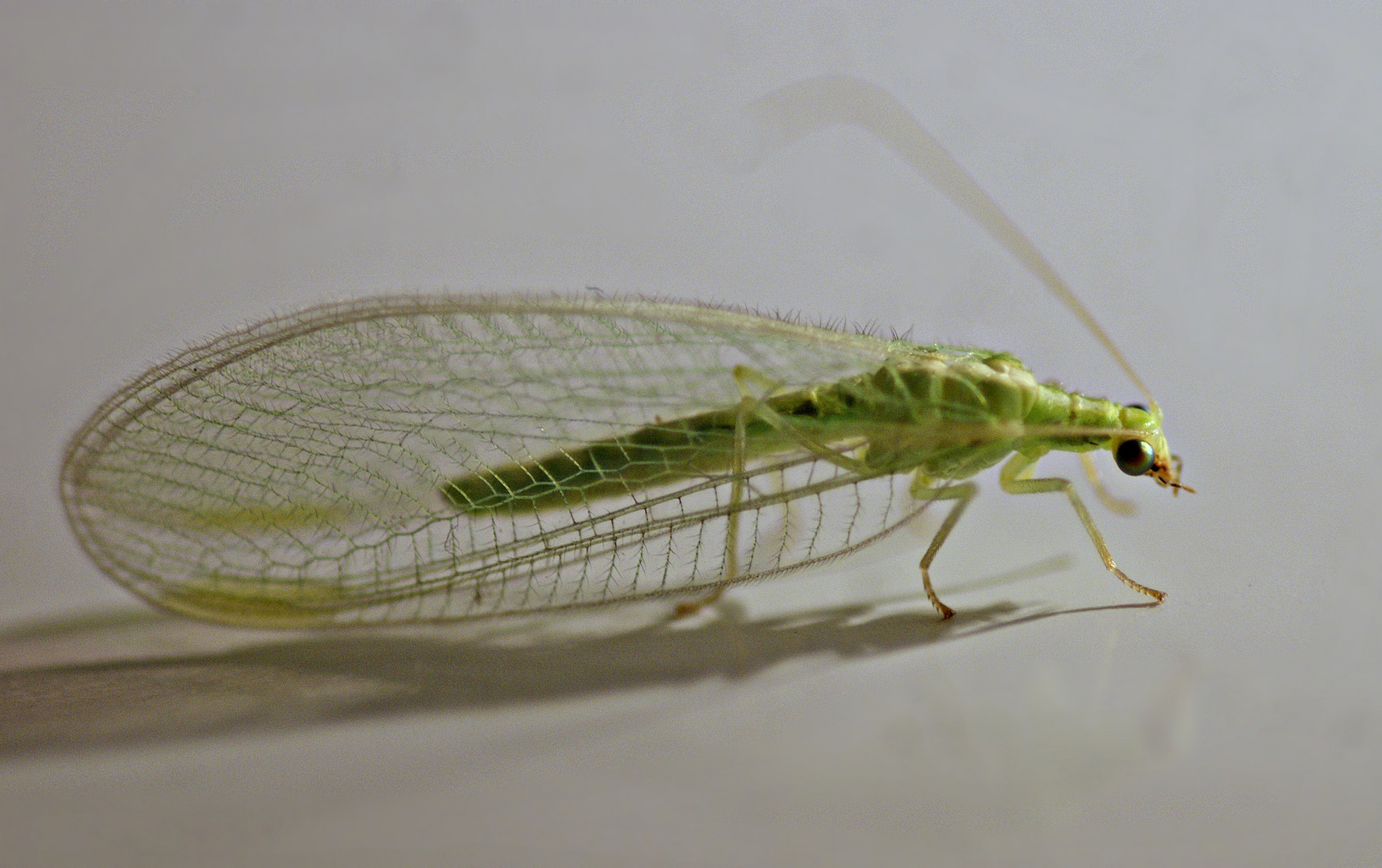 Florfliege Foto & Bild | tiere, wildlife, insekten Bilder auf fotocommunity