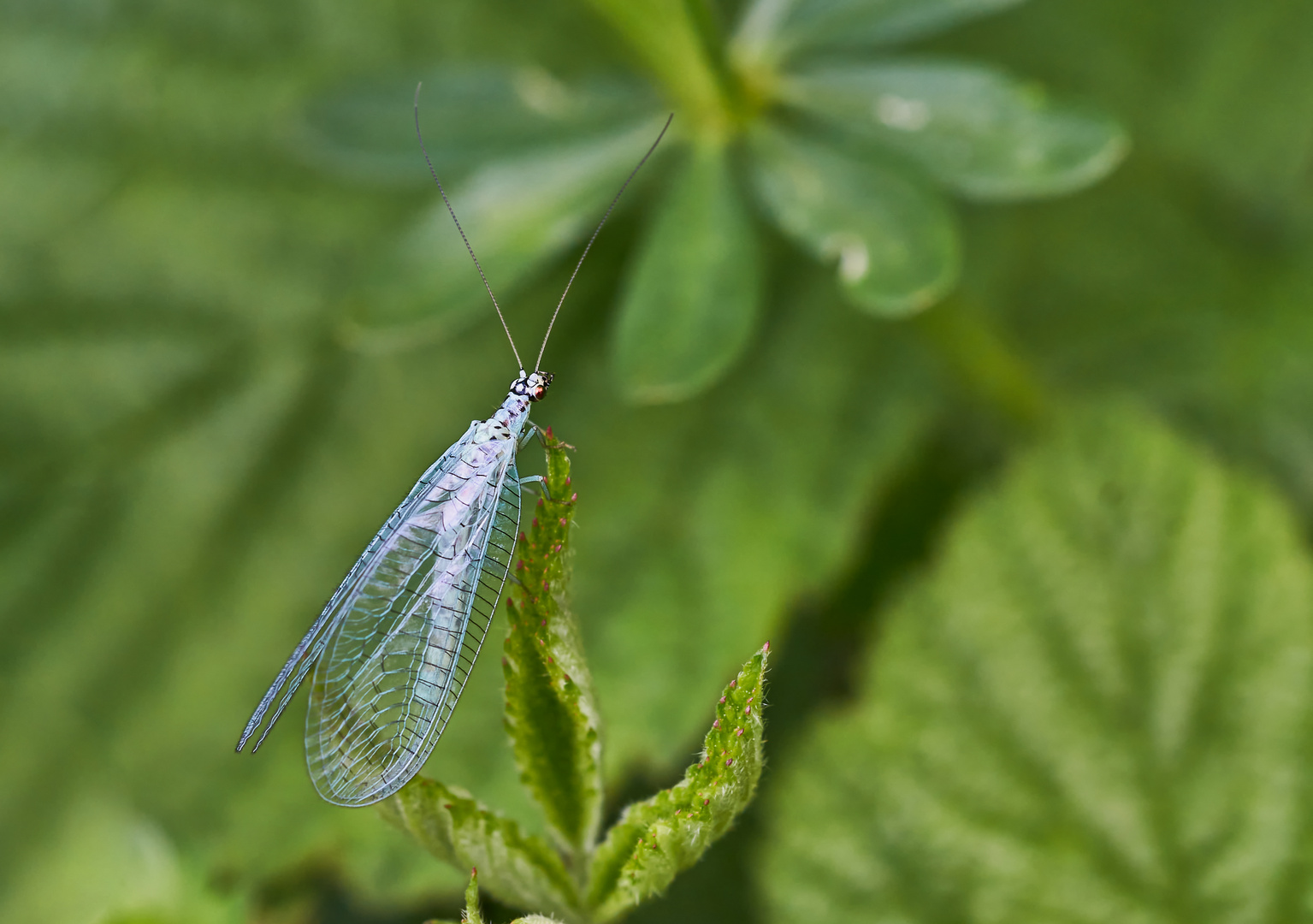 Florfliege Chrysopa perla Foto & Bild | natur, insekten, tiere Bilder ...