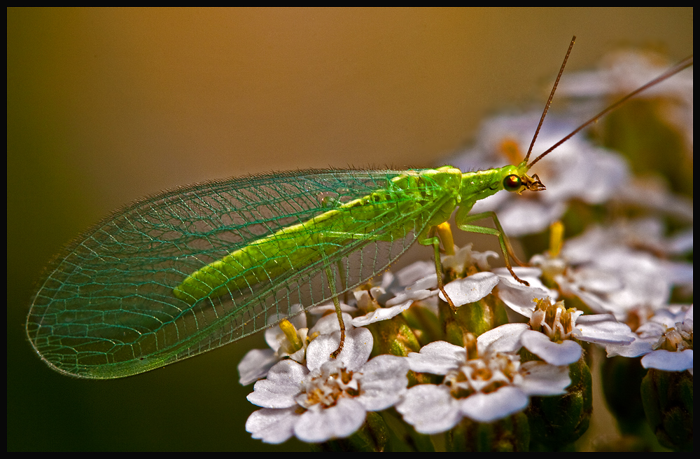 Florfliege Foto & Bild | makro 1 Bilder auf fotocommunity