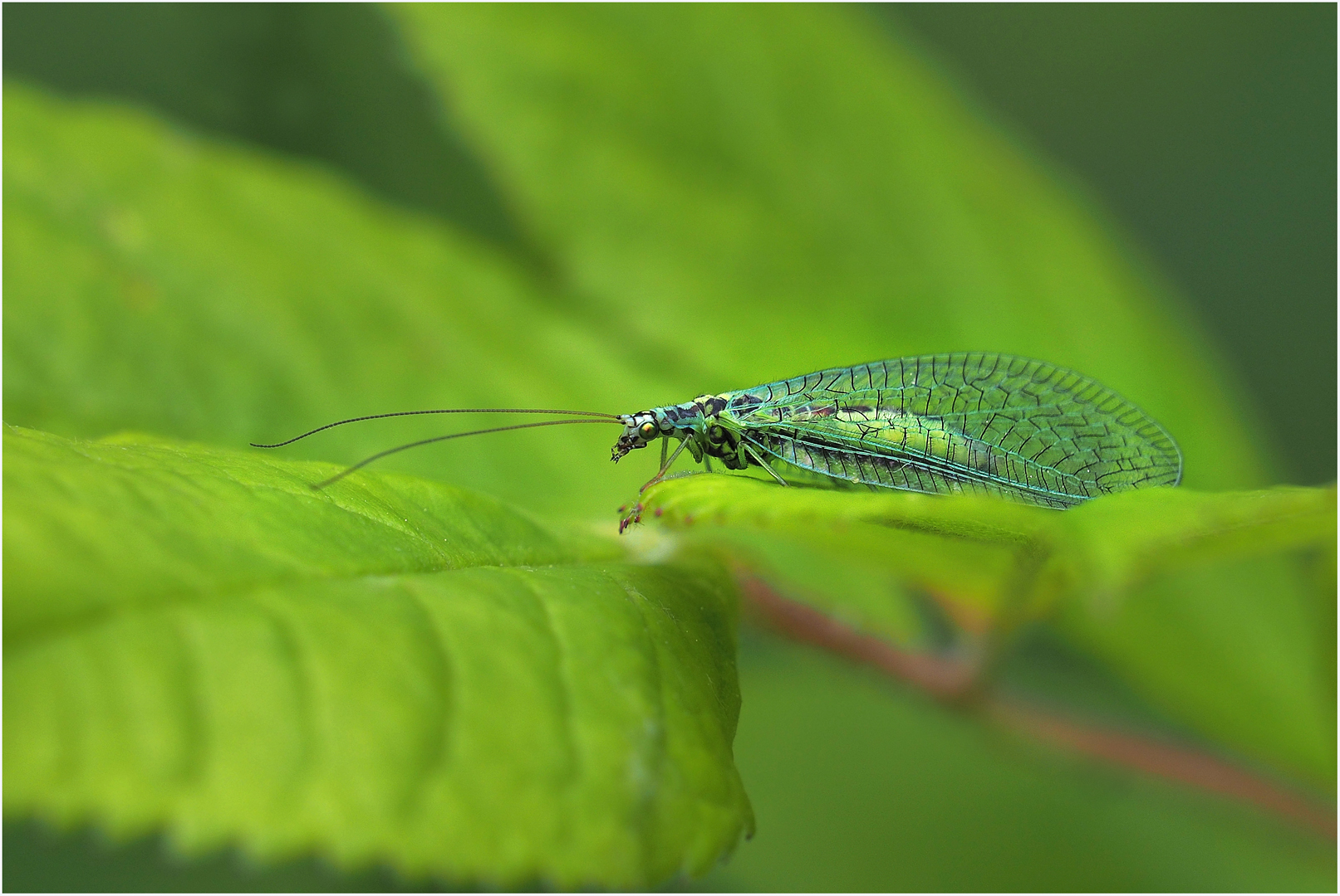 Florfliege Foto & Bild | makro, natur, olympus Bilder auf fotocommunity