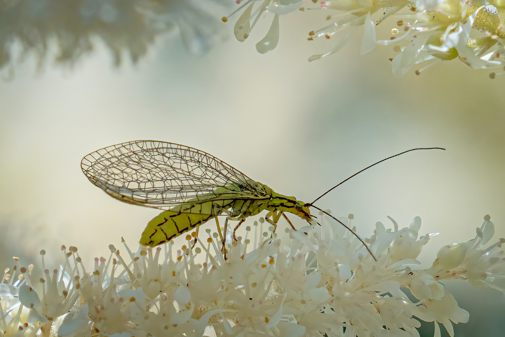 Florfliege Foto & Bild | tiere, wildlife, insekten Bilder auf fotocommunity