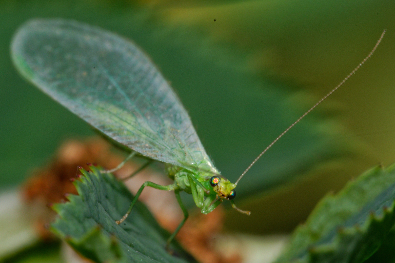Florfliege....FrogFotoBernd-2022_07_01_18-26-49_DxO Foto & Bild | natur ...