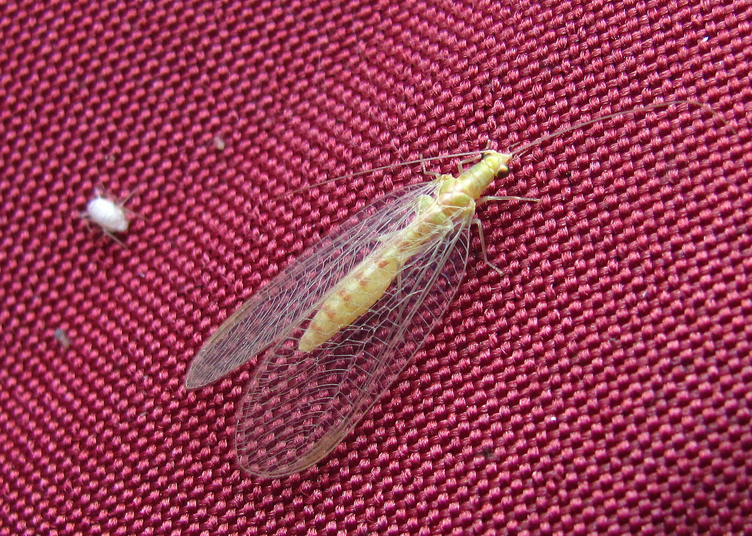 Florfliegen (Chrysopidae) Foto & Bild | makro, natur, landschaft Bilder ...