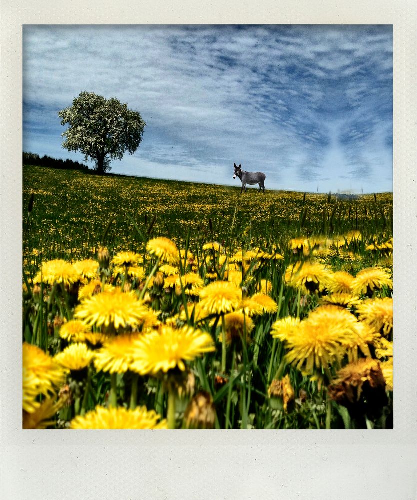 Florian und der Löwenzahn ! Foto & Bild | spezial, frühling, natur Bilder auf fotocommunity