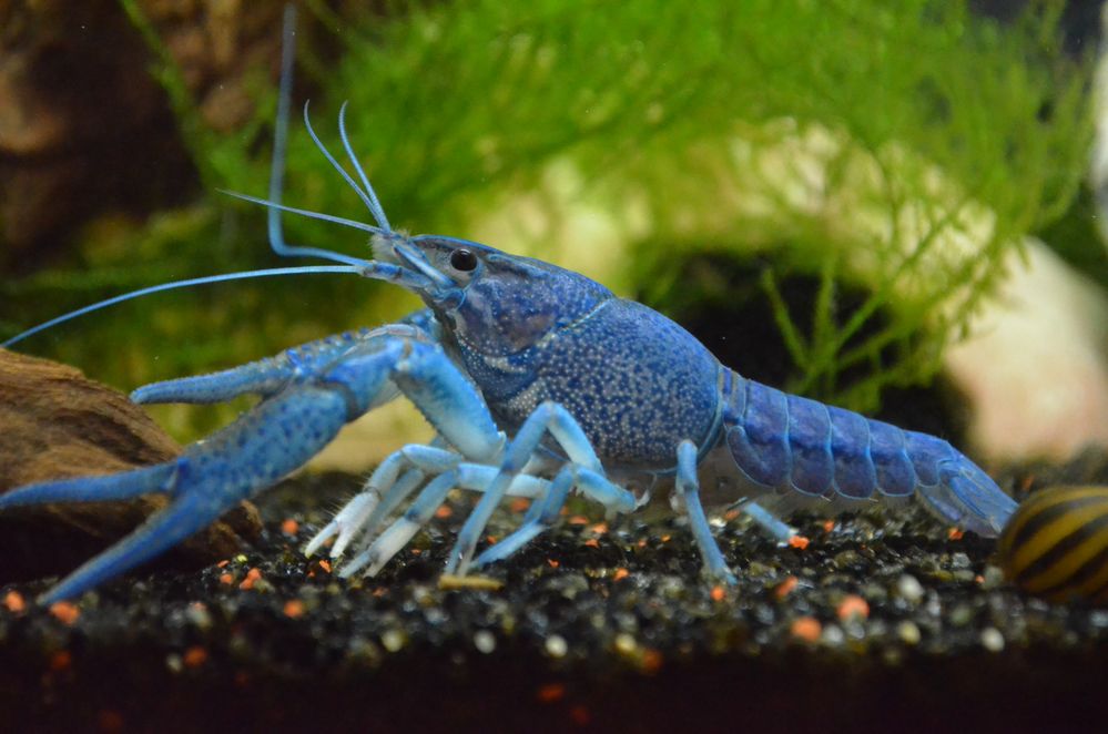 Florida Krebs Foto & Bild | tiere, haustiere, aquaristik Bilder auf ...