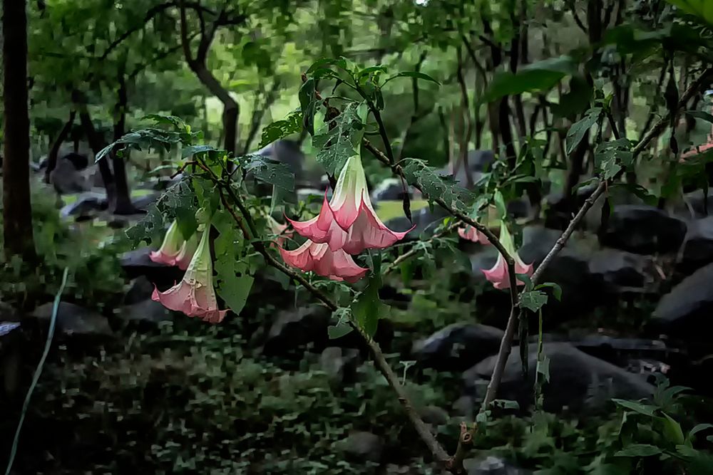 Floripondio Imagen & Foto | fotos, flores, plantas Fotos de fotocommunity