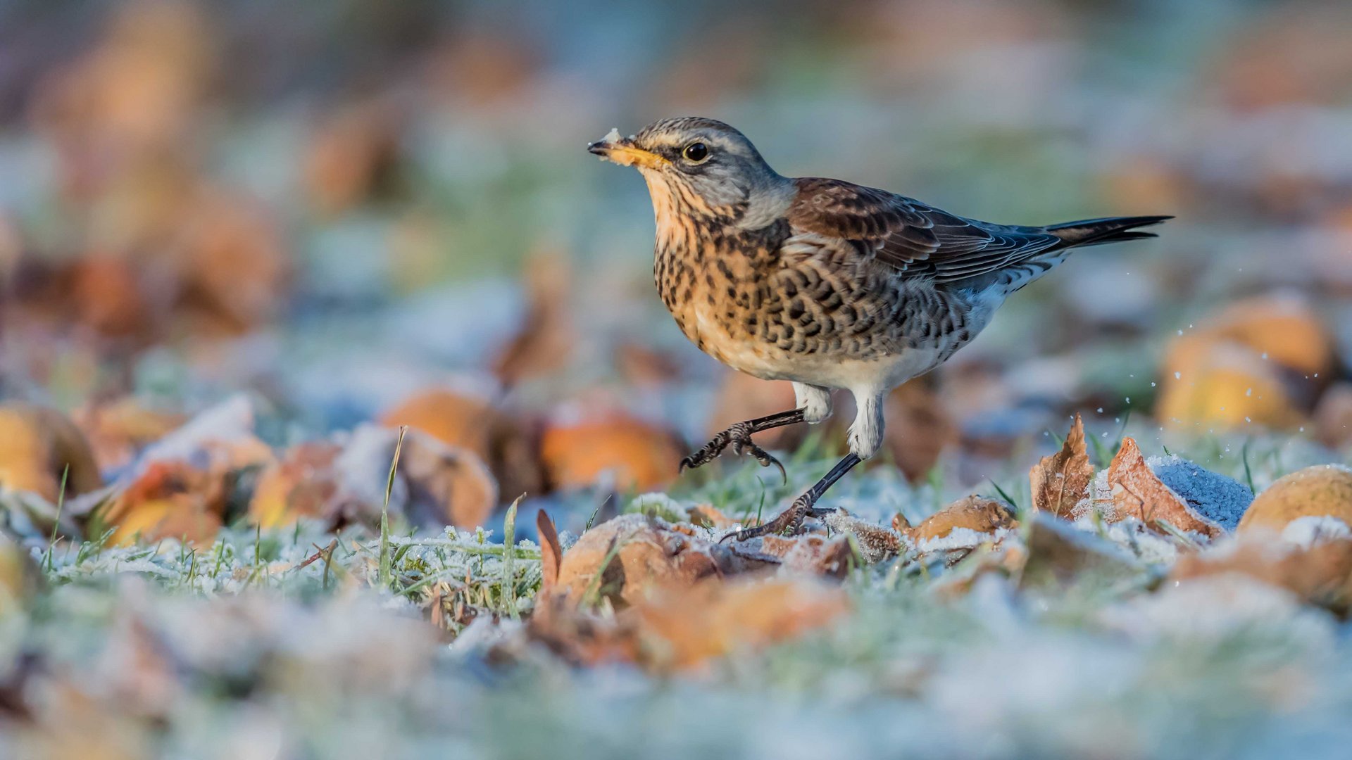 Flott unterwegs Foto & Bild | tiere, wildlife, wild lebende vögel ...
