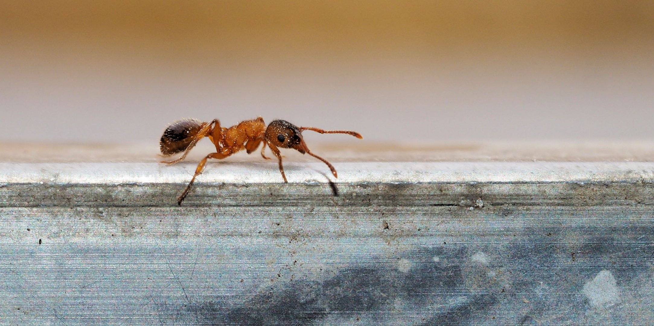 Flott unterwegs... Foto & Bild | fotos, natur, insekt Bilder auf ...