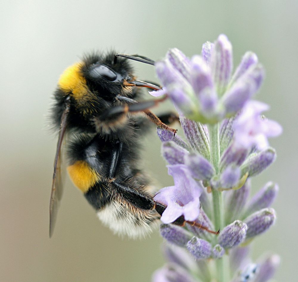Flotte Biene Foto & Bild | tiere, wildlife, insekten Bilder auf ...