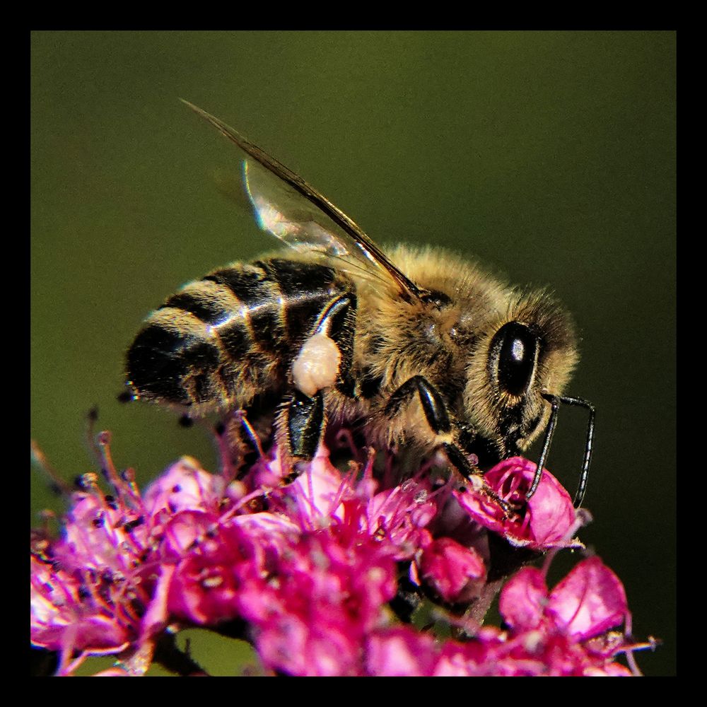 Flotte Biene Foto & Bild | natur, pflanzen, blüten Bilder auf fotocommunity