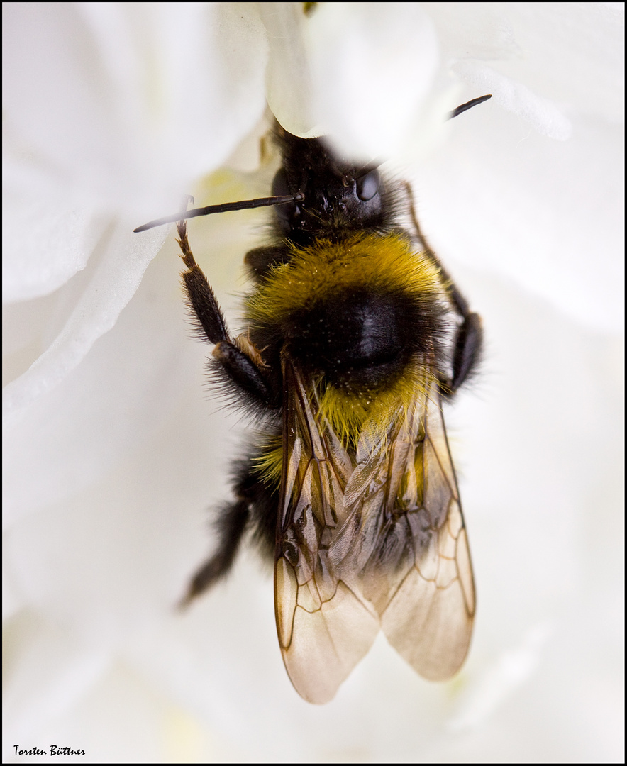 Flotte Biene Foto & Bild | tiere, wildlife, insekten Bilder auf ...