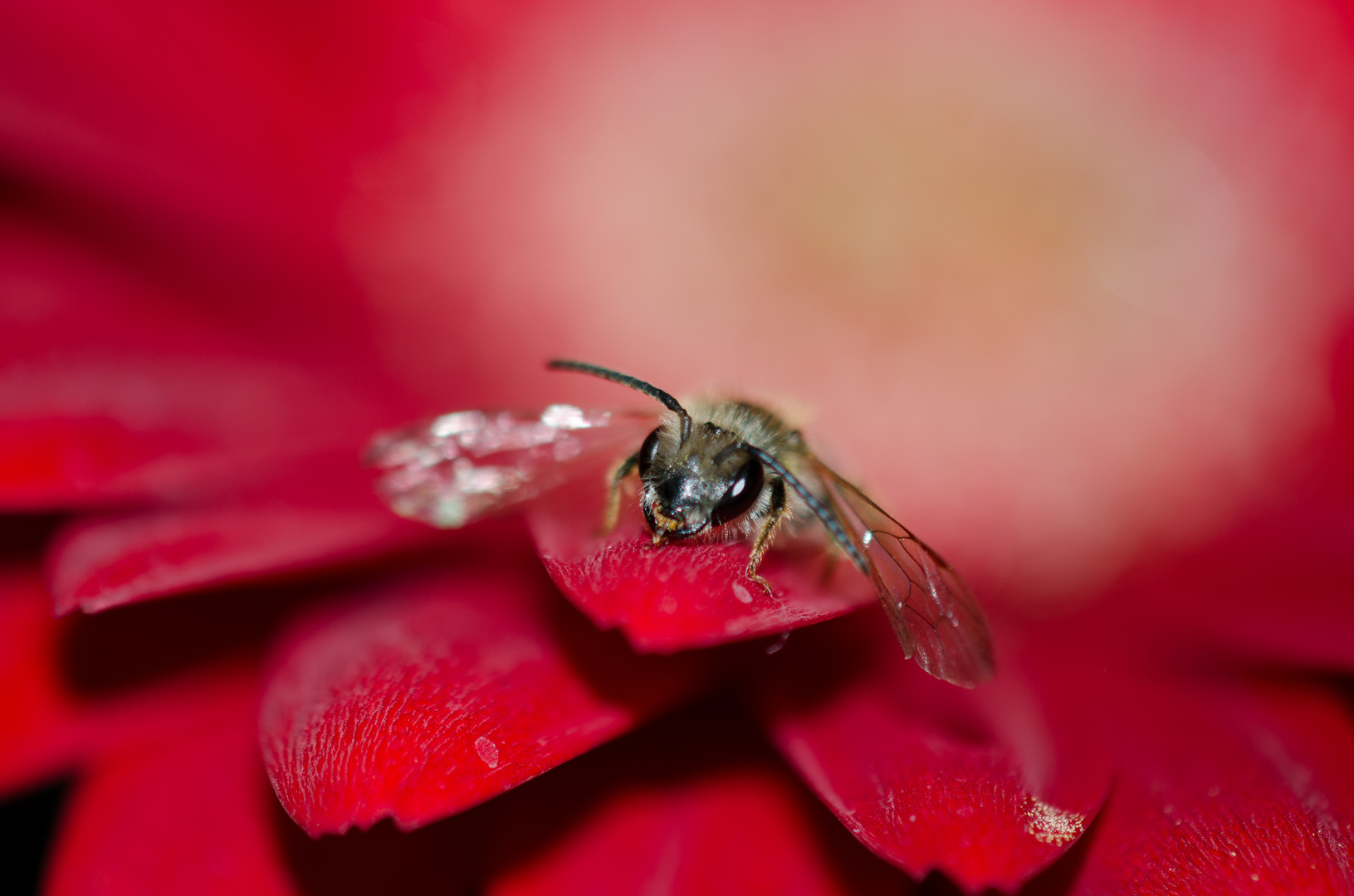 Flotte Biene Foto & Bild | tiere, wildlife, insekten Bilder auf ...