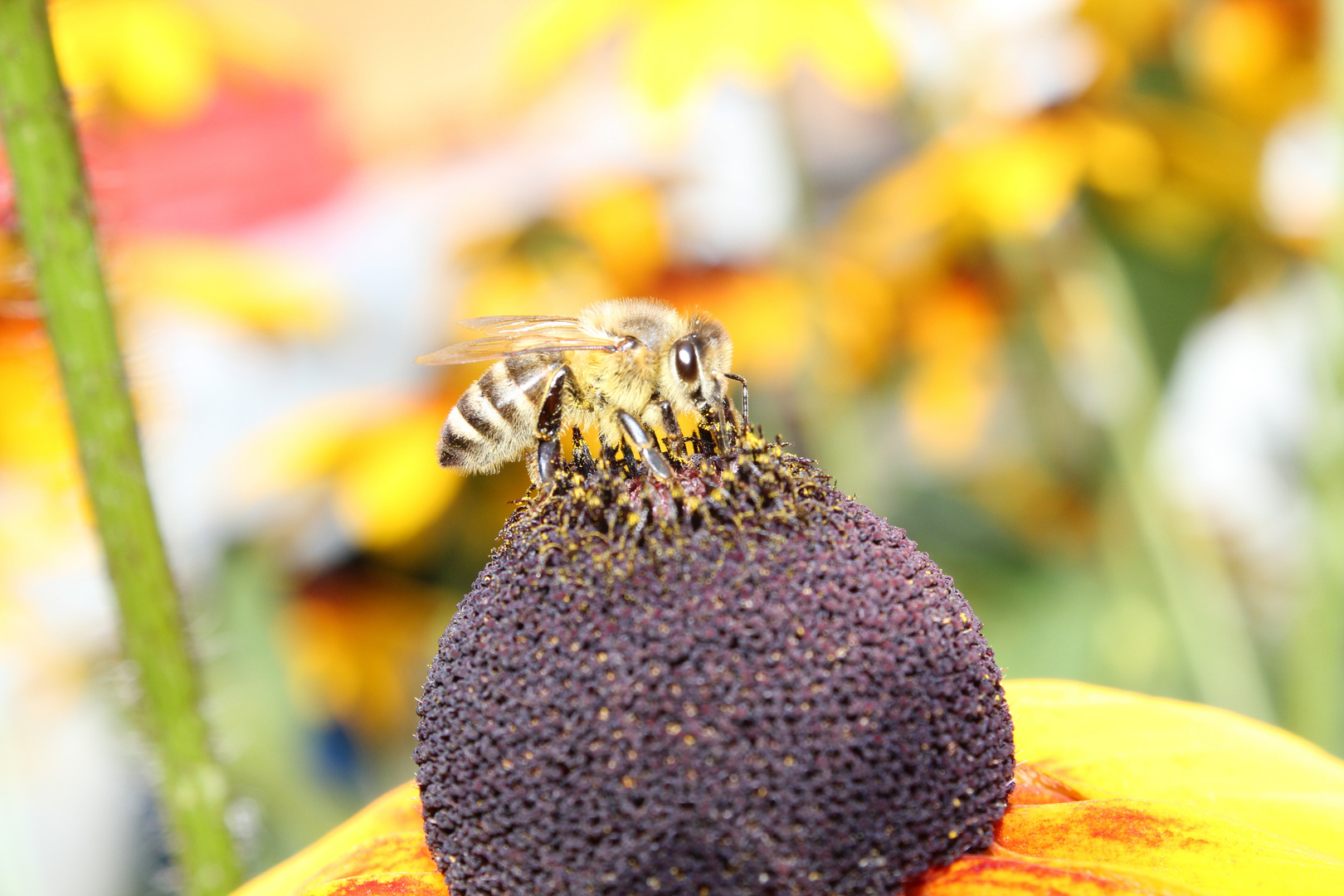 Flotte-Biene Foto & Bild | tiere, wildlife, insekten Bilder auf ...