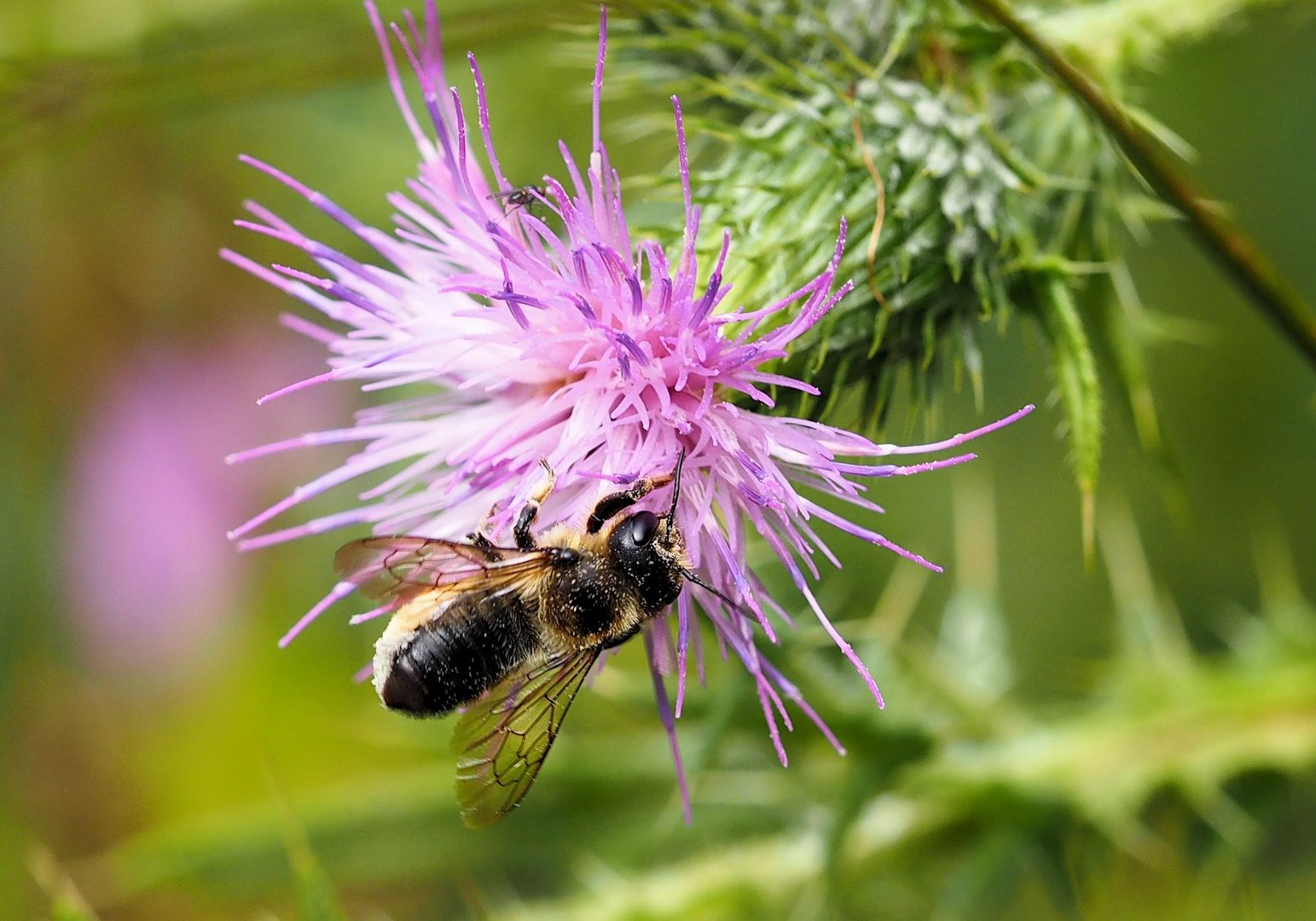 Flotte Biene.... Foto & Bild | tiere, wildlife, insekten Bilder auf ...