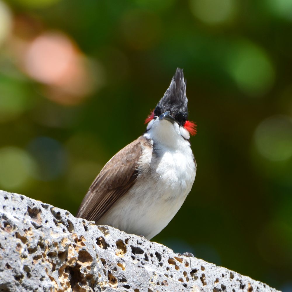 Flotte Frise ;) Foto & Bild | tiere, wildlife, wild lebende vögel ...