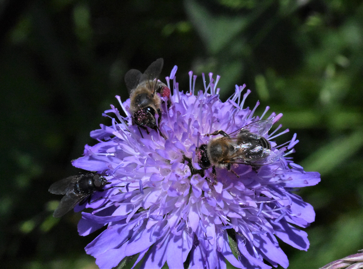 Flotter Dreier Foto & Bild | spezial, natur, fliege Bilder auf ...