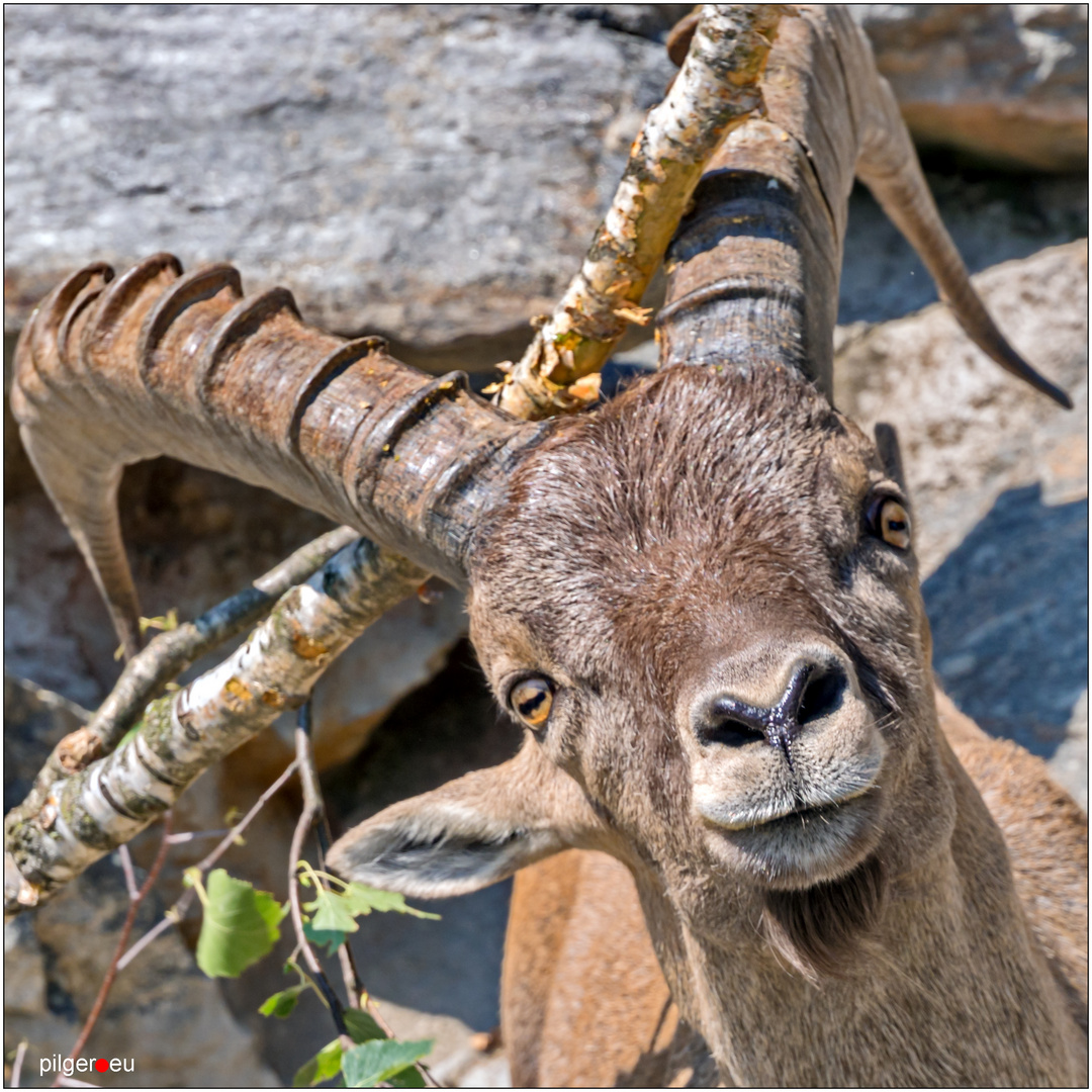 Flotter Feger Foto & Bild | tiere, zoo, wildpark & falknerei ...