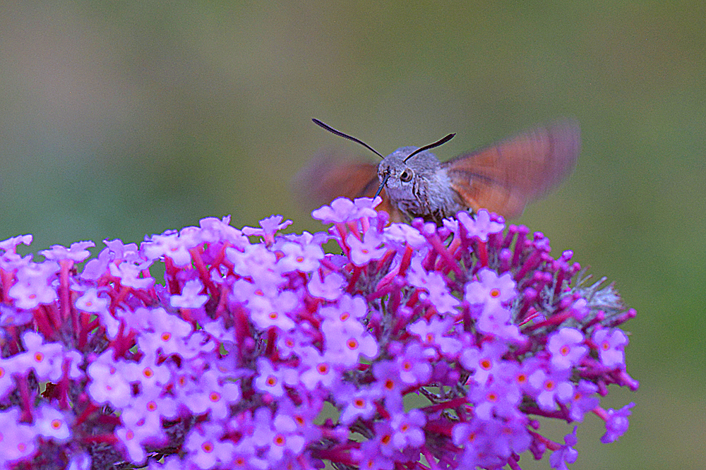 Flou artistique (?) photo et image | fleurs, macro papillons, 25-07 ...