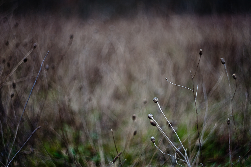 Flou (artistique bien sûr) photo et image | nature abstraite, nature ...