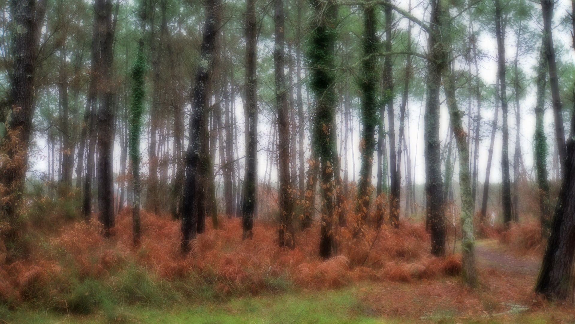 Flou sur la forêt landaise..... photo et image | paysages, visions ...