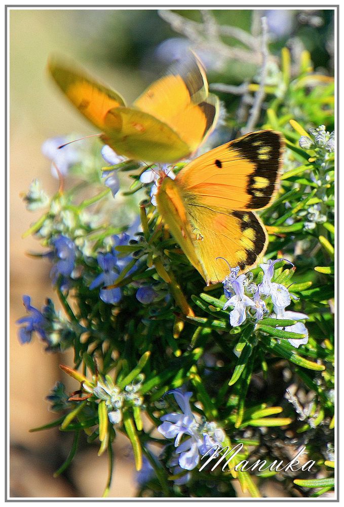 Flouté photo et image | macro nature, macro insectes, papillons Images ...