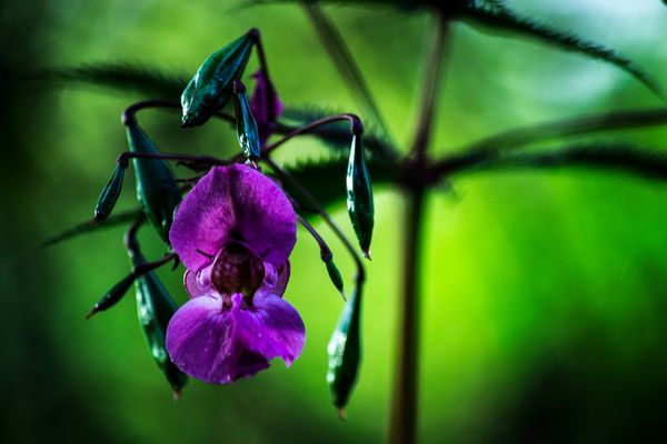 George Viorel Florea - Fotos & Bilder - Fotograf | fotocommunity