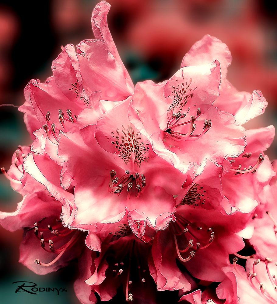 Flower of love Foto & Bild | flower, natur, blume Bilder auf fotocommunity